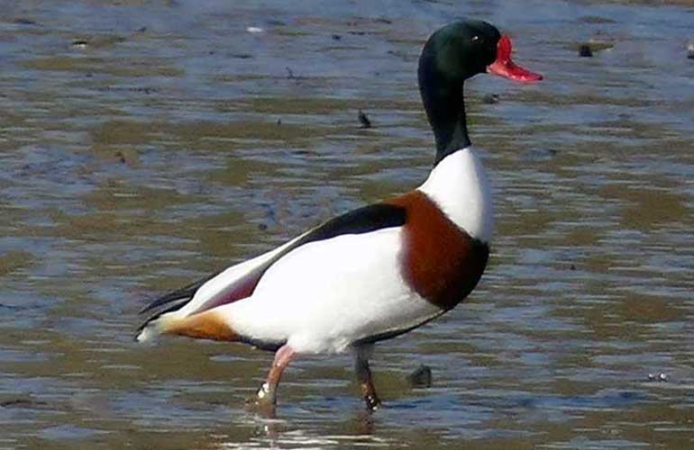 bird walk - Visit Totnes
