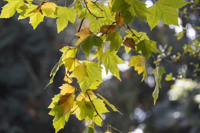 guided tree tour - Visit Totnes