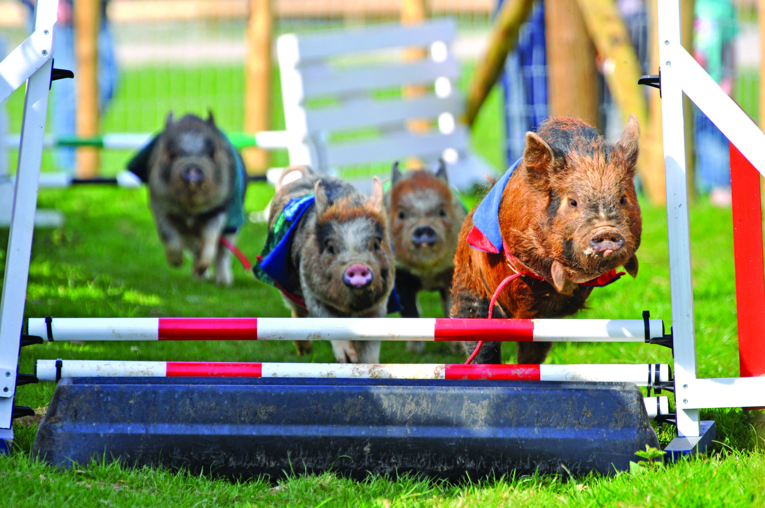 Pennywell Farm - Visit Totnes